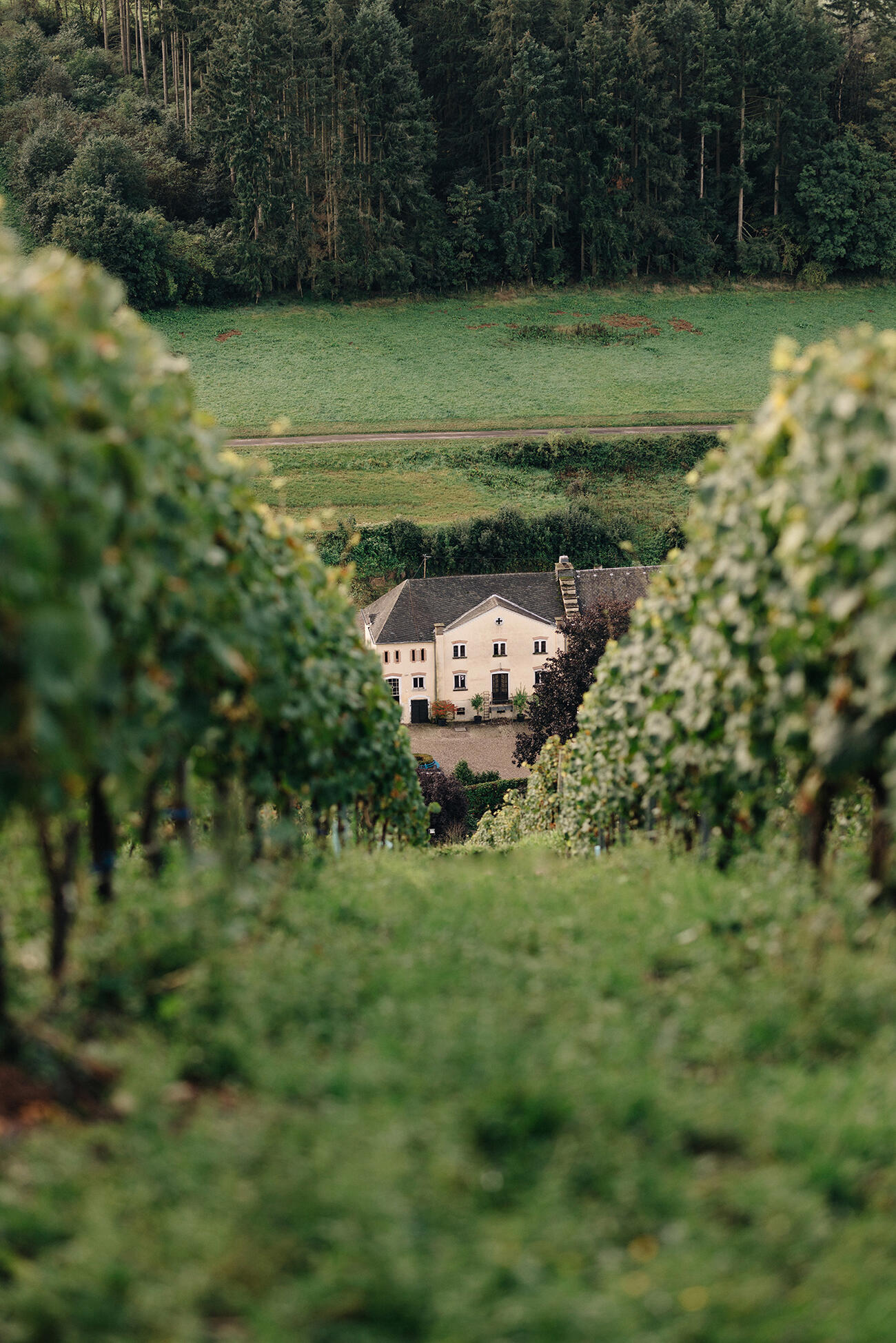 Eitelsbacher Riesling trocken Alte Reben 2023, Karthäuserhof, Mosel ...